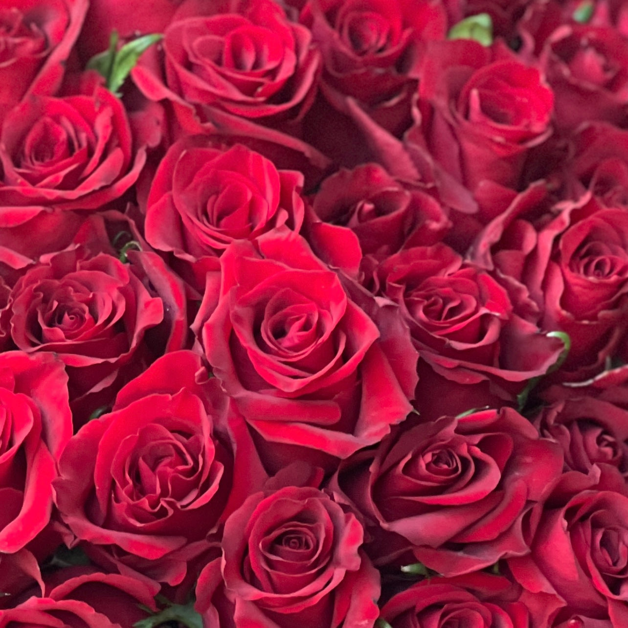 Roses – LOVE LAUGH